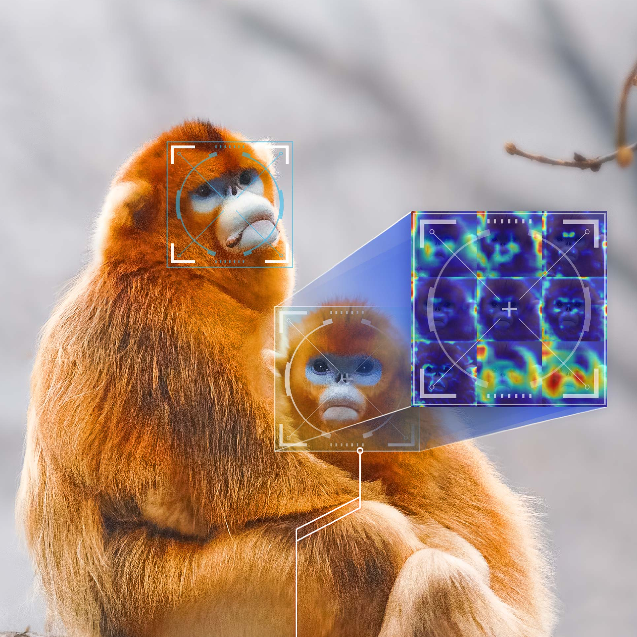 Monkey face recognition technology: A look at the future - CGTN