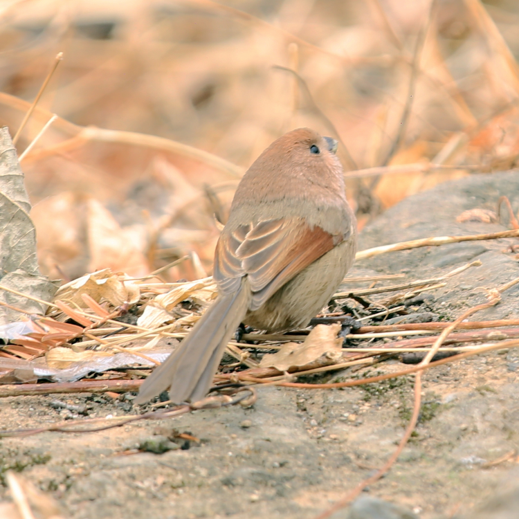 Vinous-throated parrotbill visits Beijing Botanical Garden - CGTN