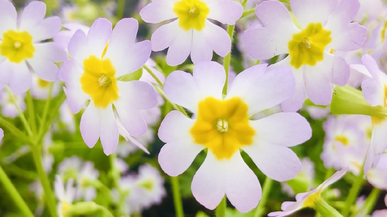 Once-believed extinct flower blooms for 4th straight spring in Shaanxi ...