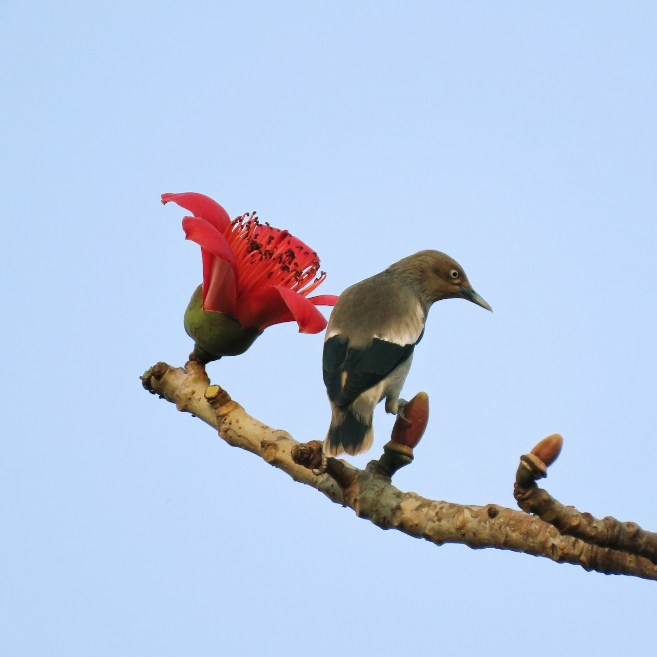 Kapok flowers bloom, creating new playground for birds - CGTN