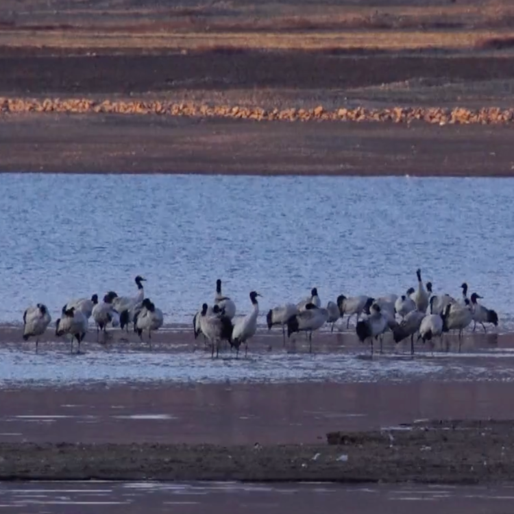 Large flocks of black-necked cranes prepare to migrate northward - CGTN