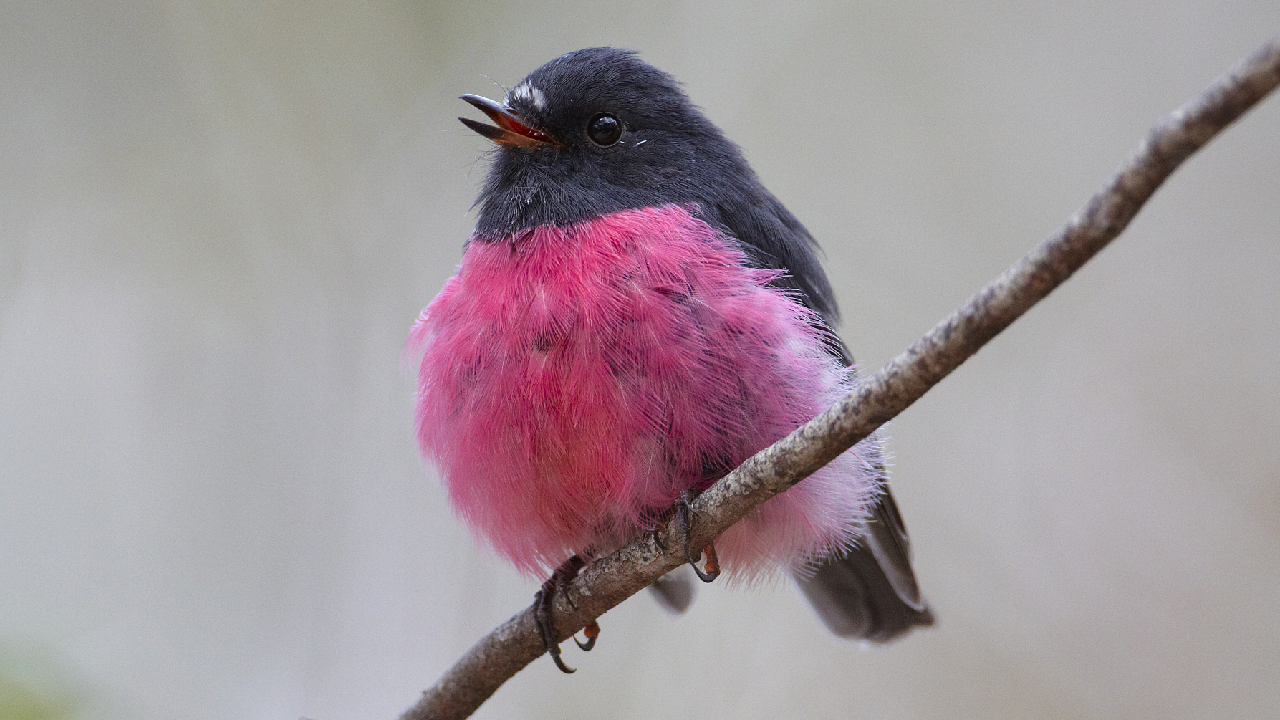 Pink robin: A plump bundle of cuteness - CGTN