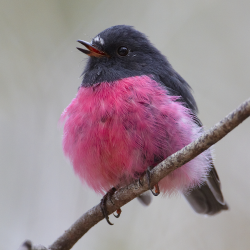 Pink robin: A plump bundle of cuteness - CGTN