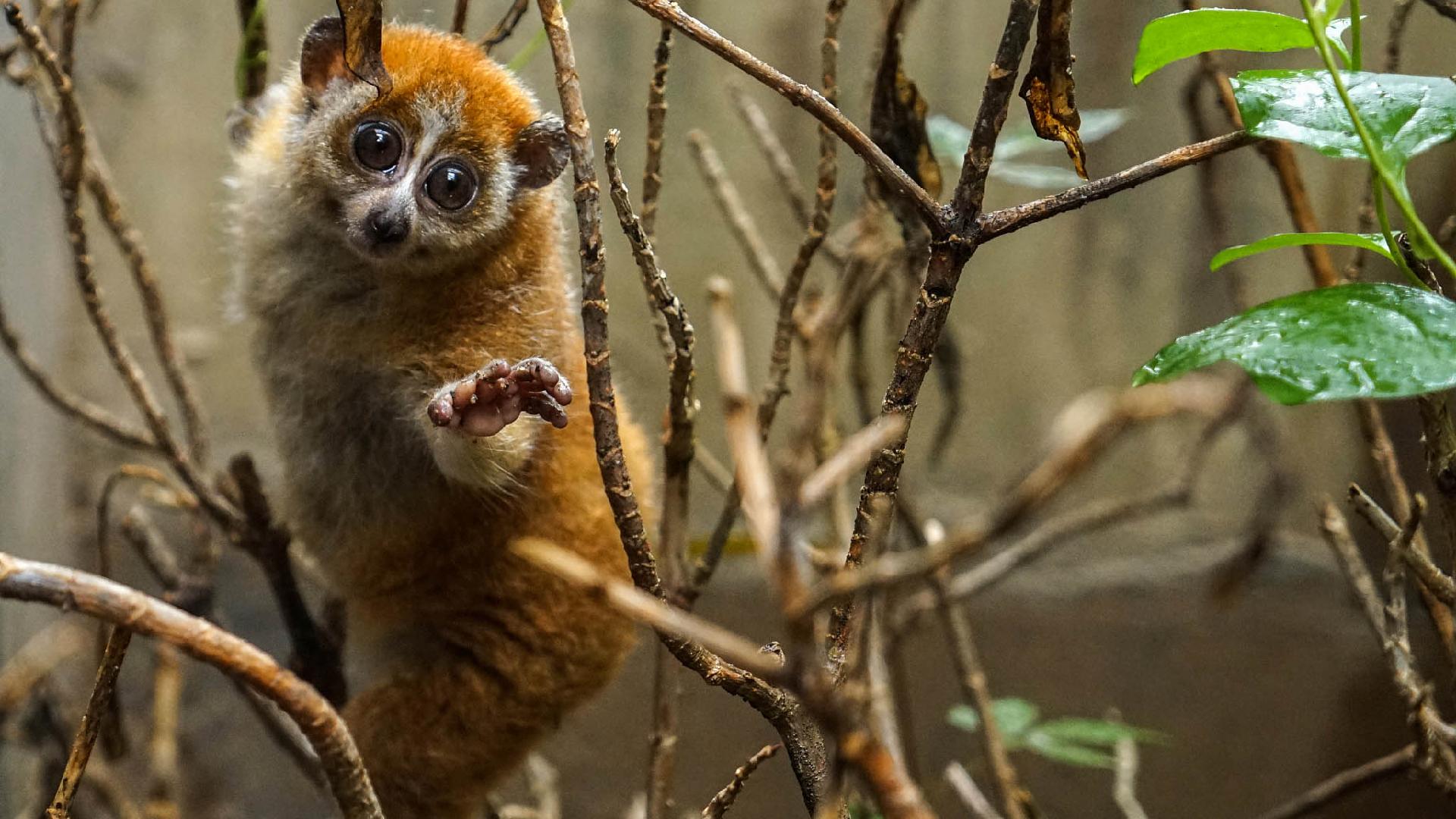 Endangered primate spotted in S China - CGTN