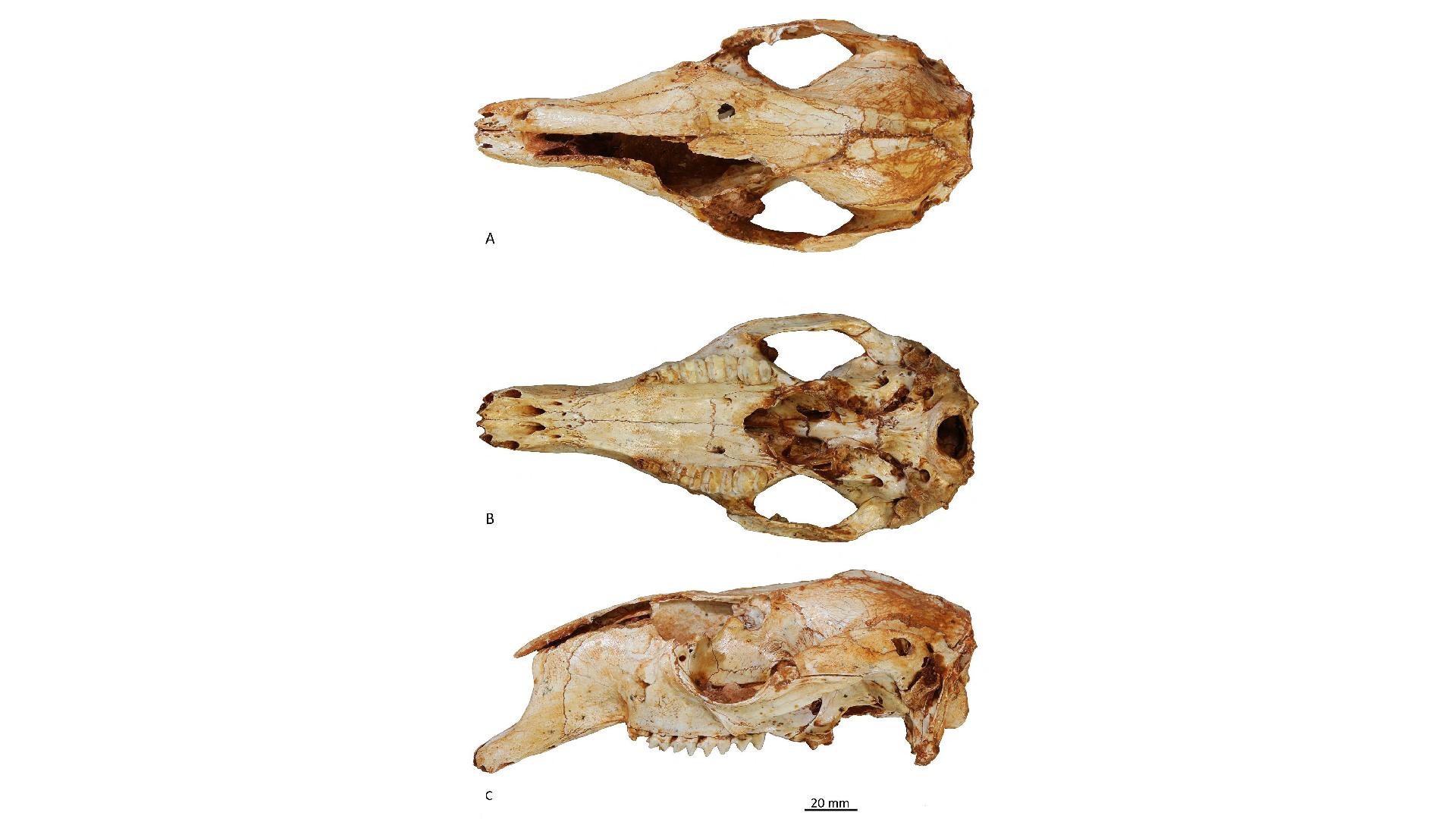 An extinct tree-climbing kangaroo in a 'treeless plain' - CGTN