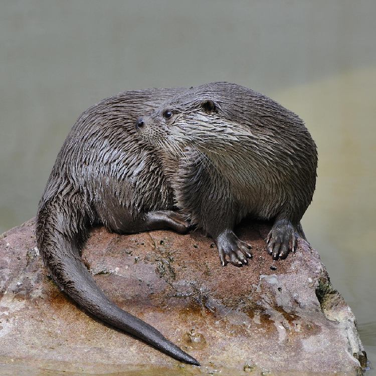 Rare footage shows otter feasting on prey in SW China - CGTN