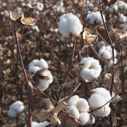 What makes Xinjiang cotton world-class? - CGTN
