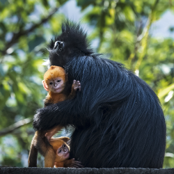 Baby Francois' leaf monkeys seen in SW China - CGTN
