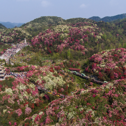 Live: Azaleas bloom to welcome spring in SW China - CGTN