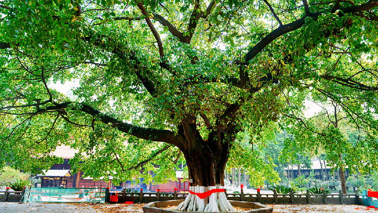 200-year-old fig tree flourishes in SW China - CGTN