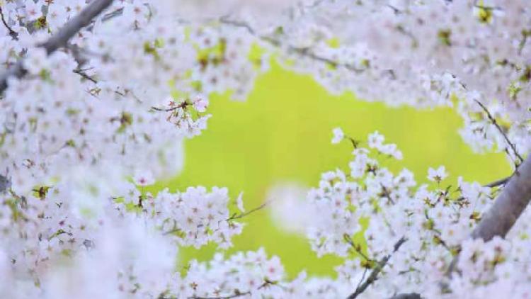 Spring palette in Beijing's Taoranting Park - CGTN