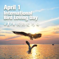 2021 International Bird Loving Day: Love birds, love nature - CGTN