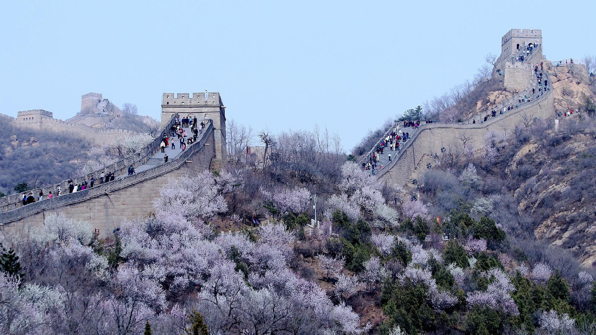 Blossoms showcase spring at the Great Wall in Beijing - CGTN