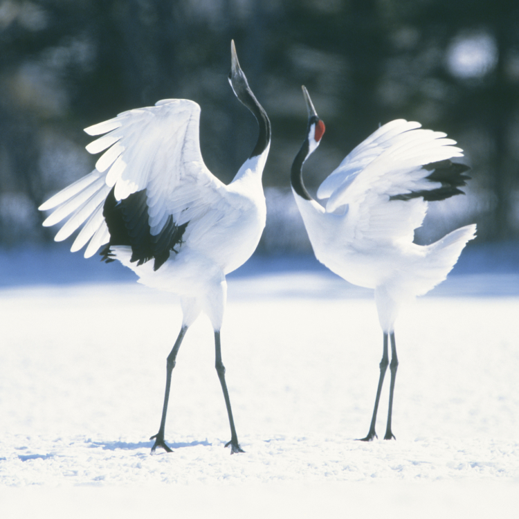 Do you know the names of these rare birds found in China? - CGTN