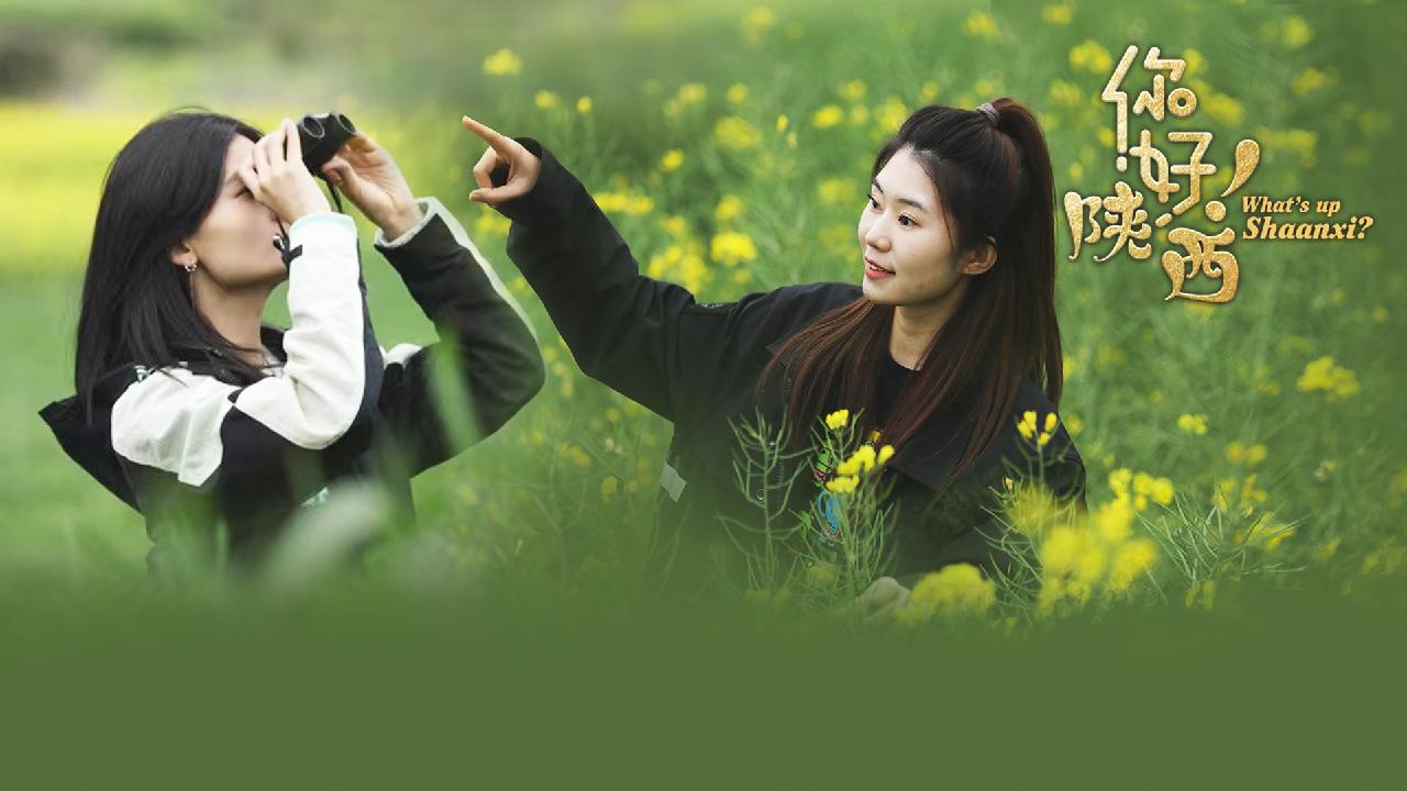 Live: Rebirth of the endangered crested ibis in China - CGTN