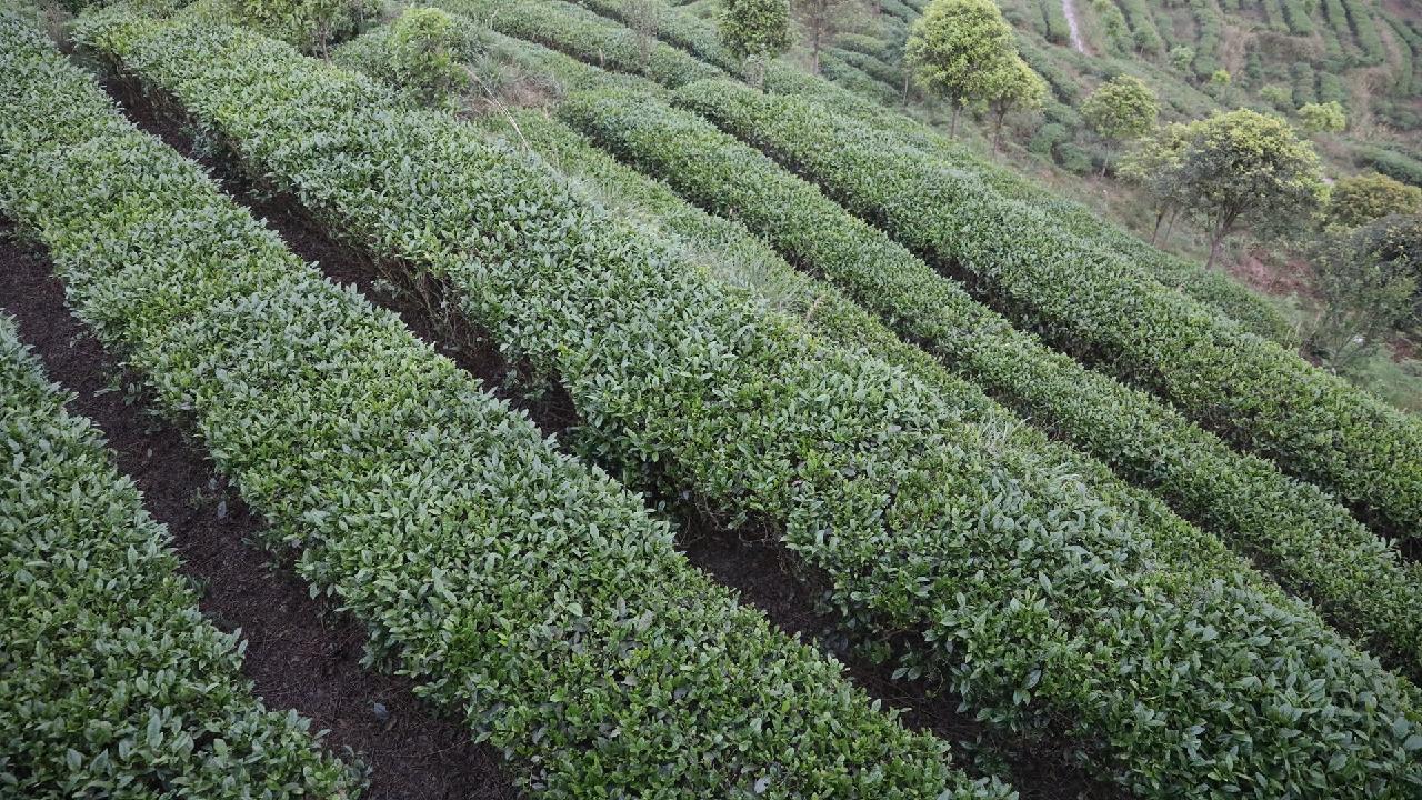 Time to pick spring tea leaves - CGTN