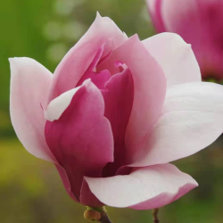 Yulan Magnolia flowers bloom in Beijing - CGTN