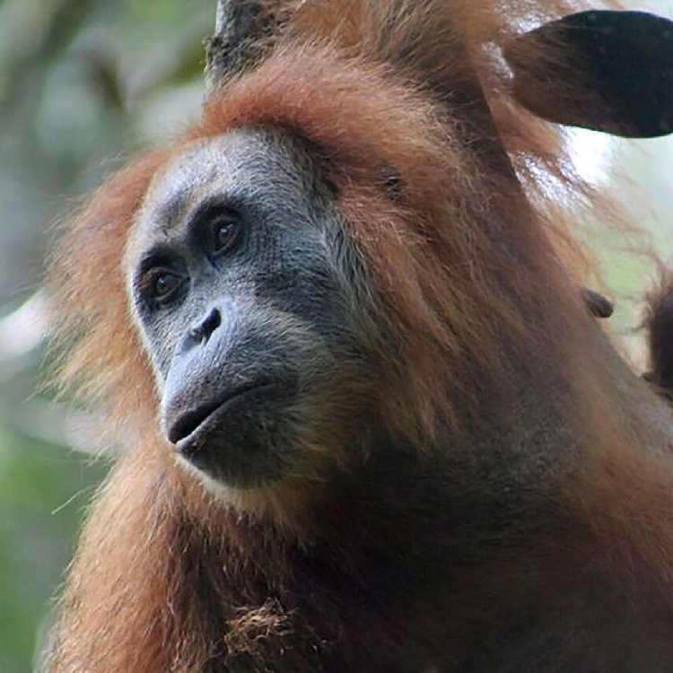Rarest great ape on Earth might soon go extinct - CGTN