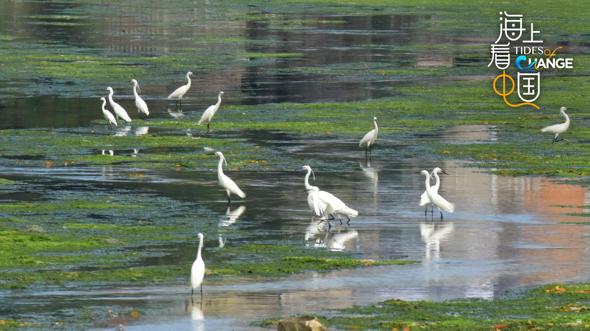 Live: Scenery at Mangrove Nature Reserve in Shenzhen - CGTN