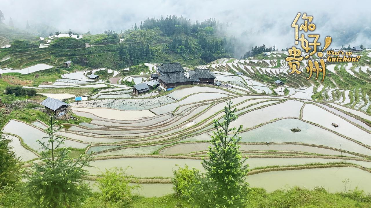 Live: Rice terrace awakening in SW China's Guizhou - CGTN
