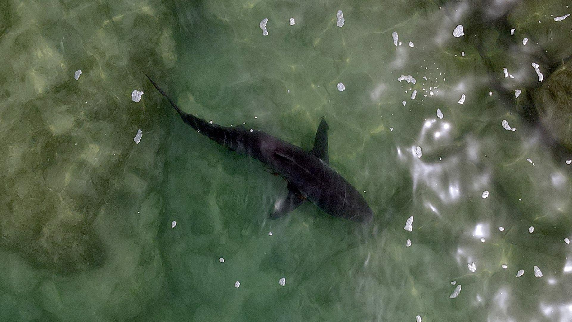 Sharks appear in shallow sea water in Israel as water gets warmer - CGTN