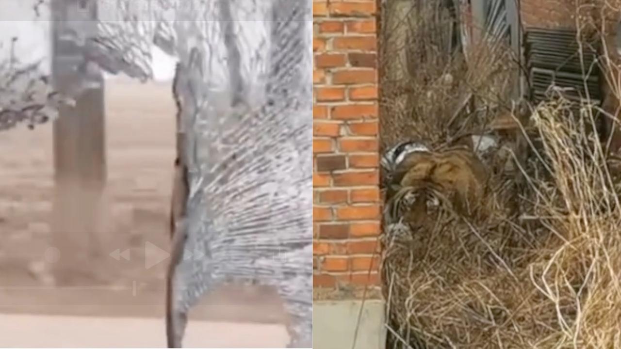 Adult Siberian tiger invades a village in NE China - CGTN