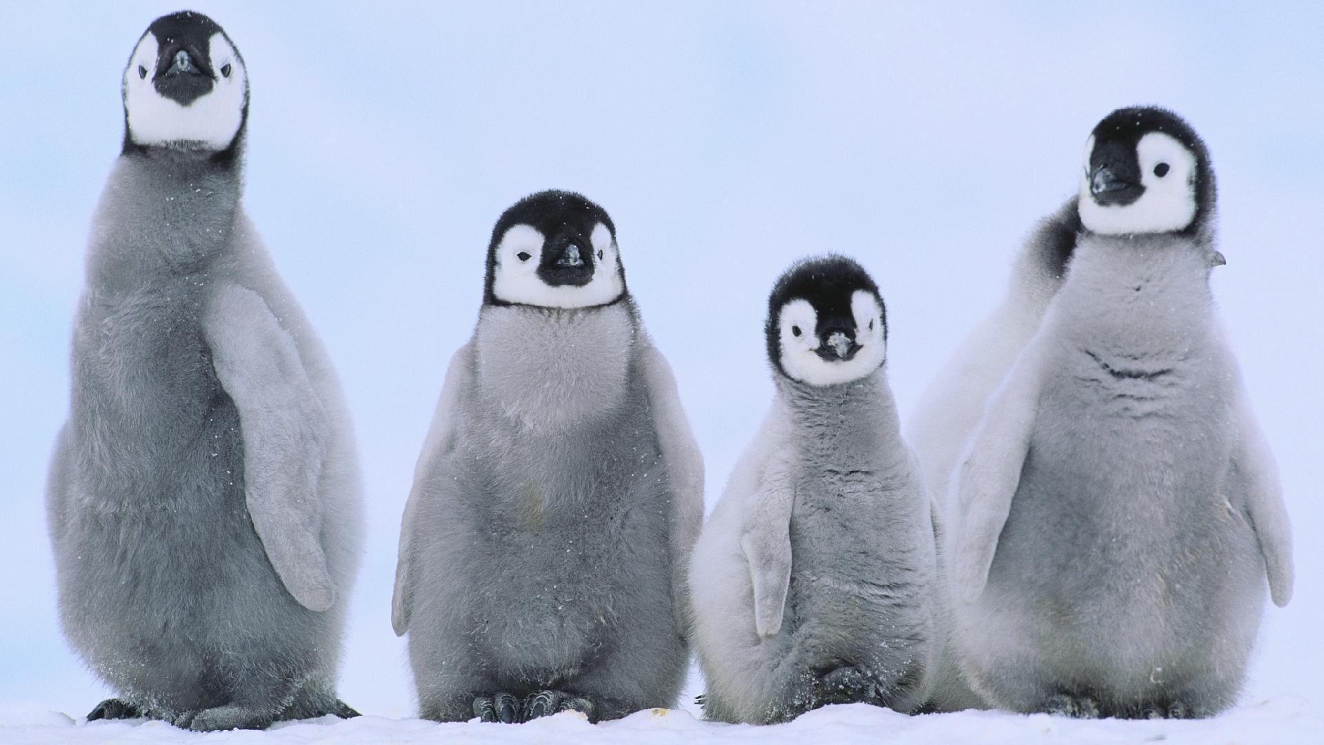 2021 World Penguin Day: Star of Antarctica - CGTN