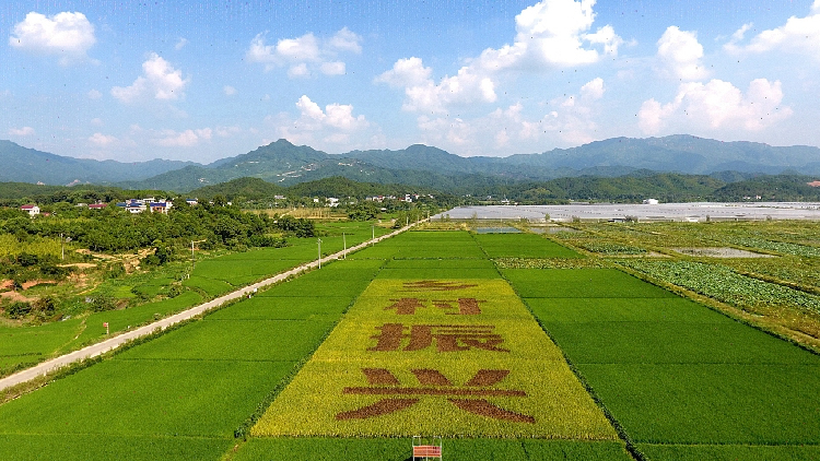 China passes law to revive rural areas - CGTN
