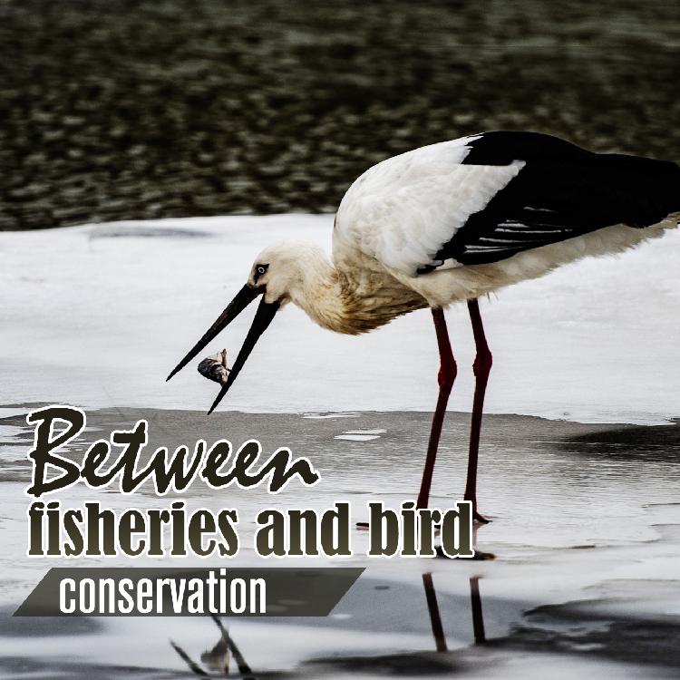 Human-bird conflict rages on as debate continues on conservation plan ...