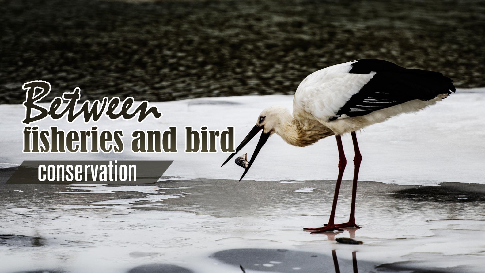 Human-bird conflict rages on as debate continues on conservation plan ...