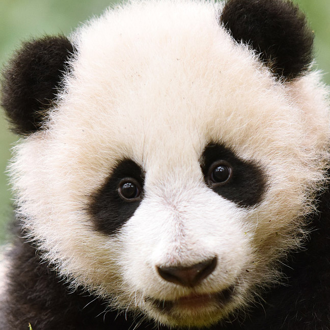 Wolong National Nature Reserve extracts DNA from panda droppings - CGTN