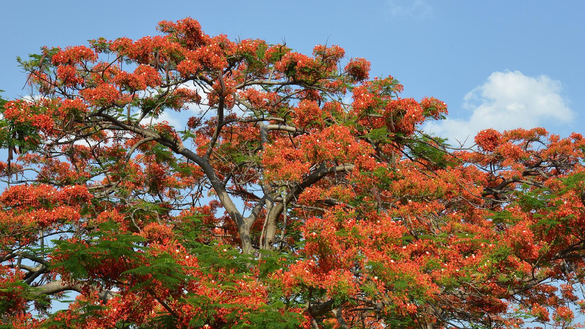'Flame of the forest' welcomes summer in SW China - CGTN