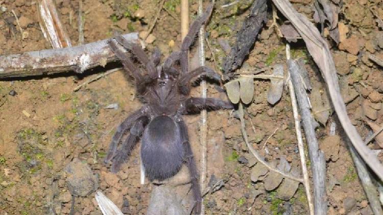 Endangered bird-eating spiders spotted in SW China nature reserve - CGTN