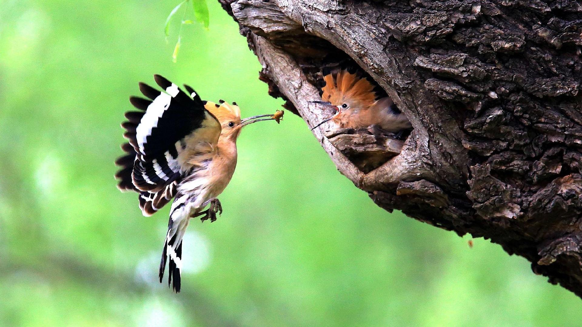 Eurasian hoopoe feeds chicks in a tree - CGTN