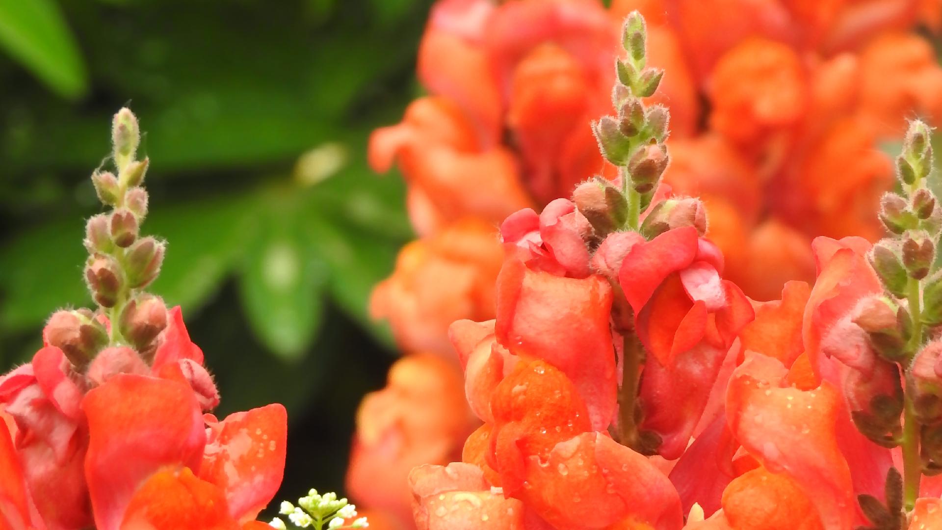 Appealing snapdragons bloom in Beijing Botanical Garden - CGTN