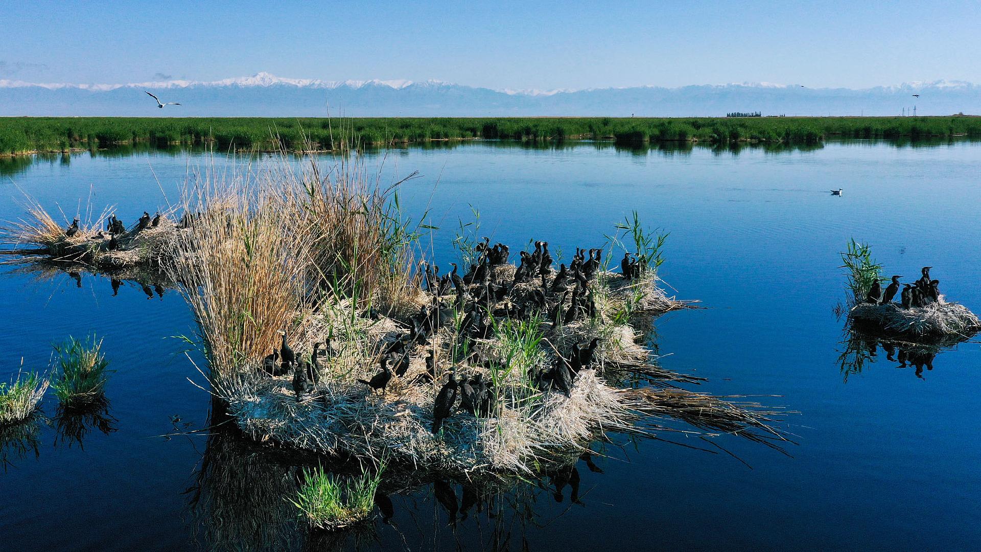 Waterfowl flock to Bosten Lake in NW China's Xinjiang - CGTN
