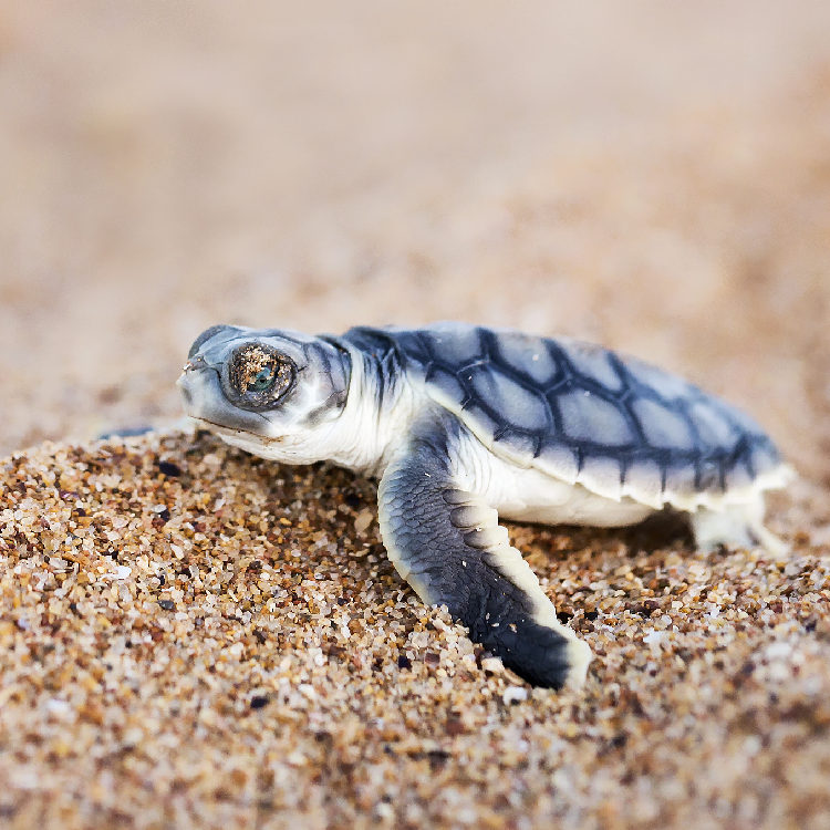 Aussie state invests to protect turtles' vulnerable nesting grounds - CGTN