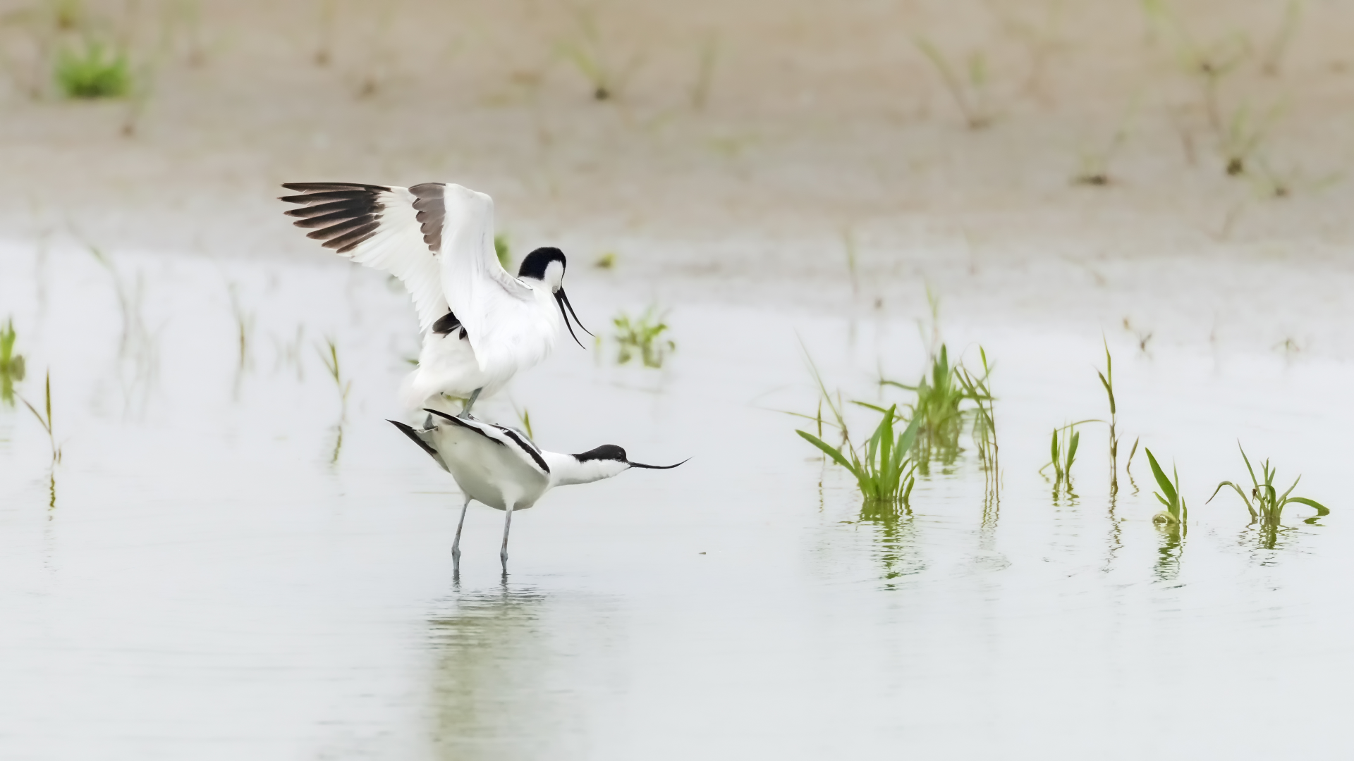 Bird lover captures bird couple's romantic courtship - CGTN
