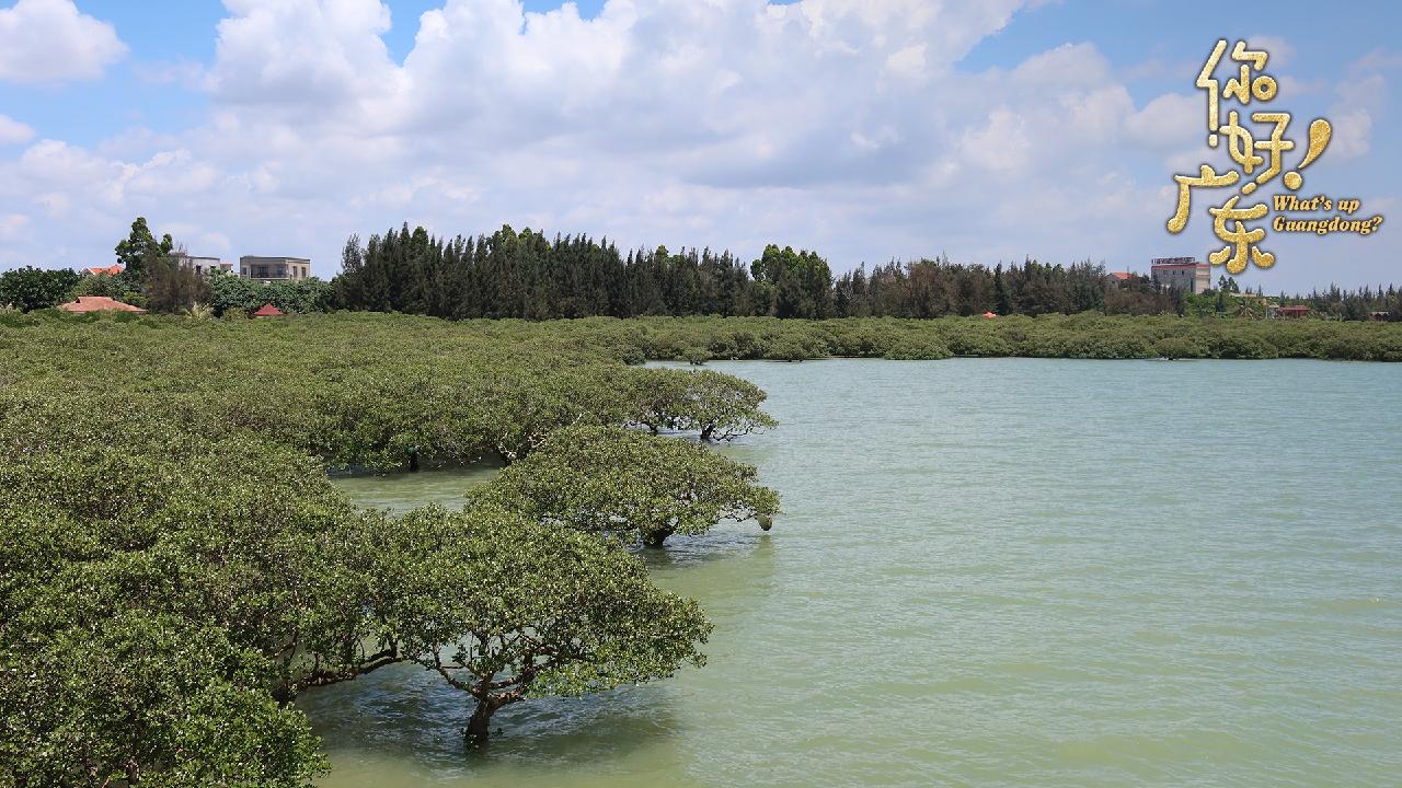 Bonsai-like mangroves thrive in south China's Techeng Island - CGTN