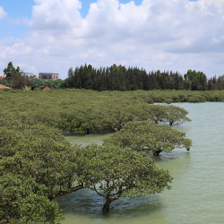 Bonsai-like mangroves thrive in south China's Techeng Island - CGTN