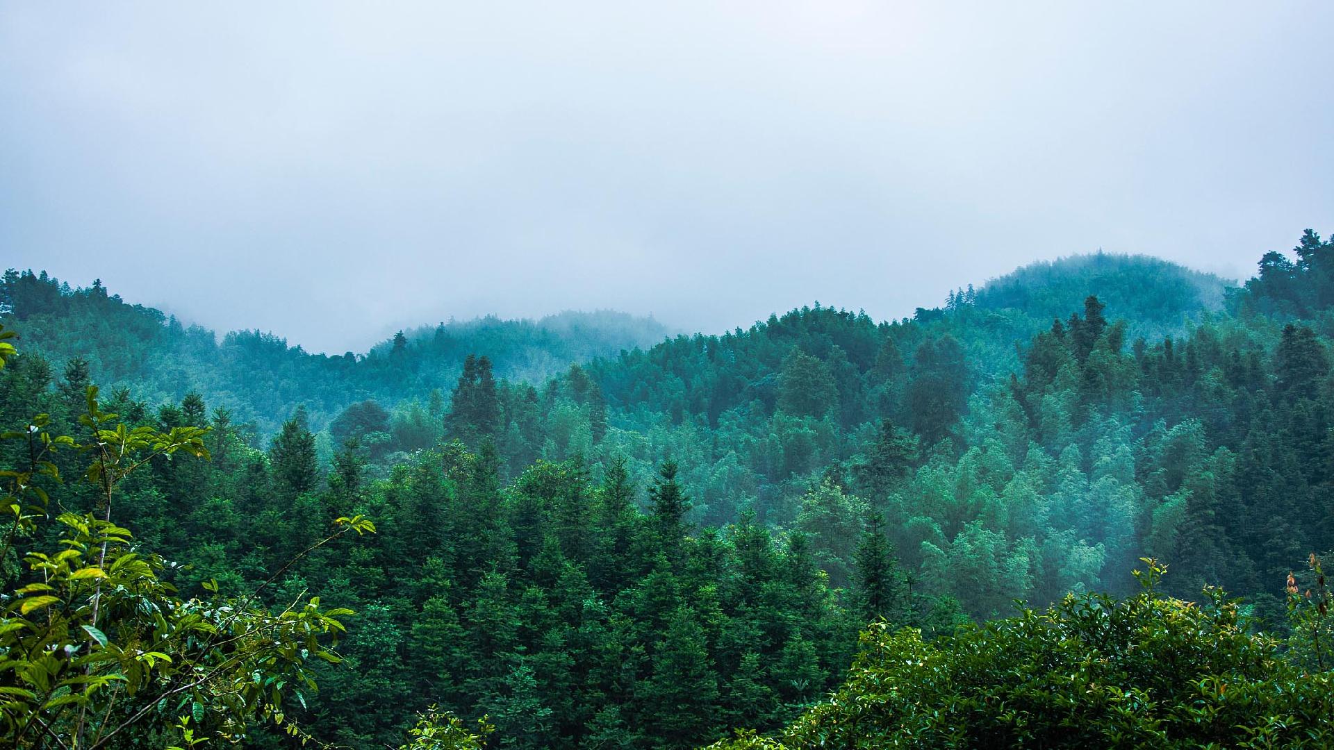 Scientific approach important for China's high-quality land greening - CGTN