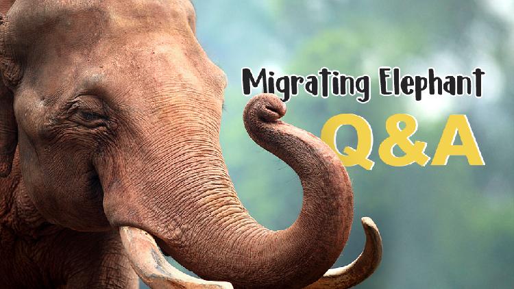 A special interview with an Asian elephant in the migrating herd - CGTN