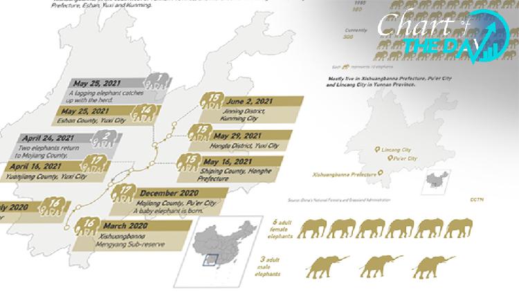 Chart of the Day: Elephants heading north - CGTN
