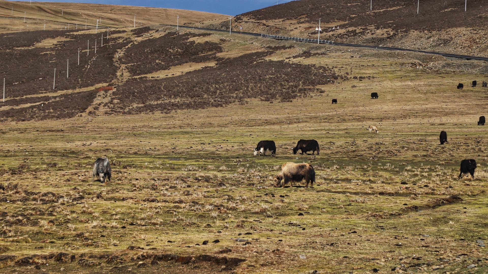 Plateau is getting ready to welcome its summer vibe - CGTN