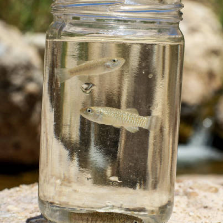 Jordan battles to save rare tiny Dead Sea carp - CGTN