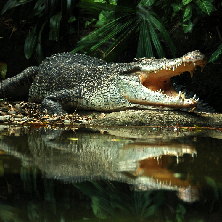 Species of giant prehistoric crocodilian identified in Australia - CGTN
