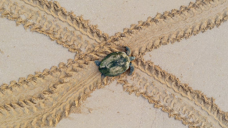 Turtles make patterns on beach when nesting - CGTN