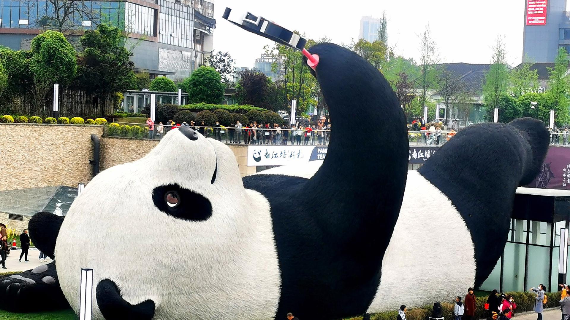 Panda culture, protection alive and well in China's Sichuan Province - CGTN