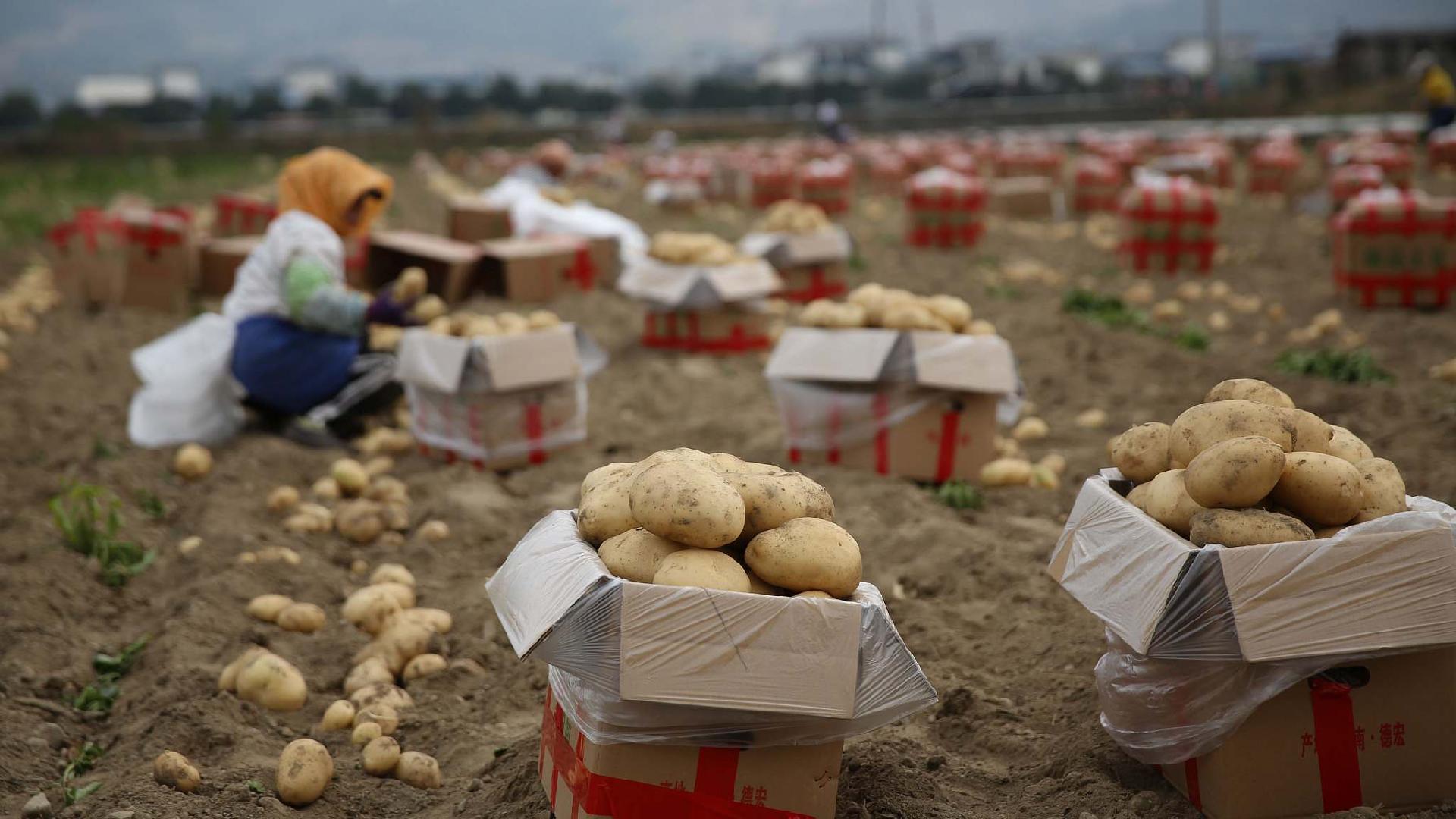 Chinese scientists 'reinvent' potatoes to solve global food crisis - CGTN