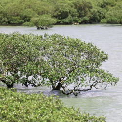 Tradition keeps China's most ancient mangroves thriving - CGTN